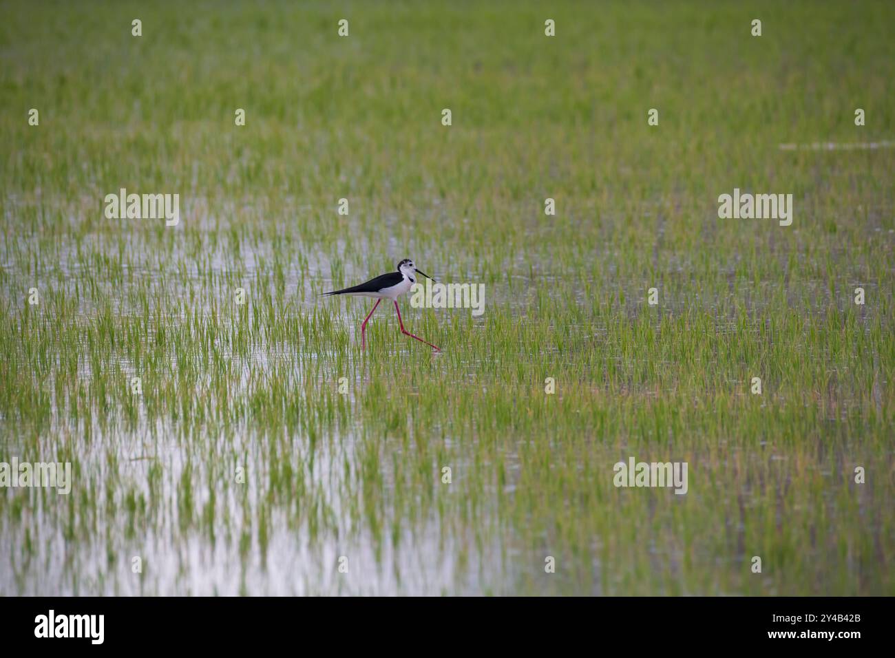 Black-winged stilt wading through a rice paddy in Camargue, Provence ...