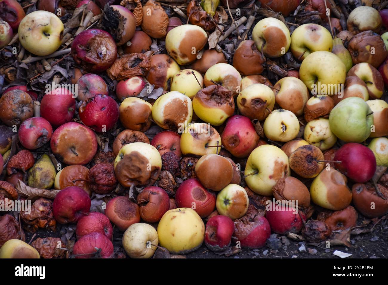 Damaged apples in compost pit on the ground in domestic apple orchard ...