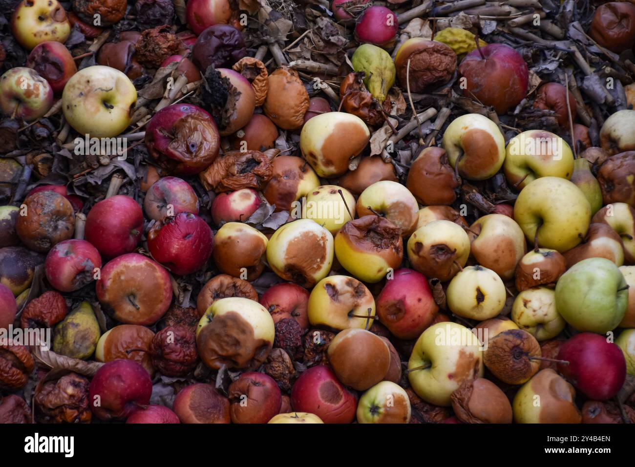 Damaged apples in compost pit on the ground in domestic apple orchard ...