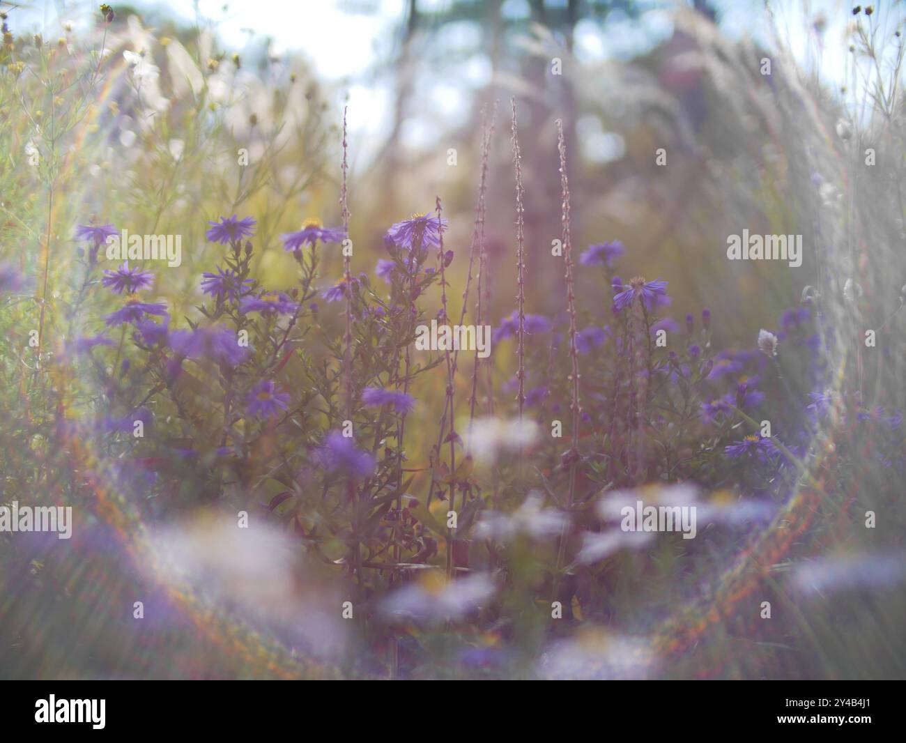Autumn flowers and grass with blurred solar halo effect. An optical ...