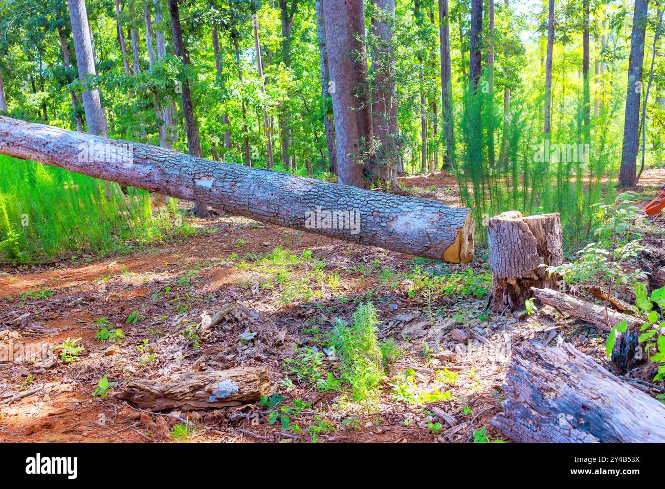 Forester saws large, old, damaged tree using chainsaw while performing ...