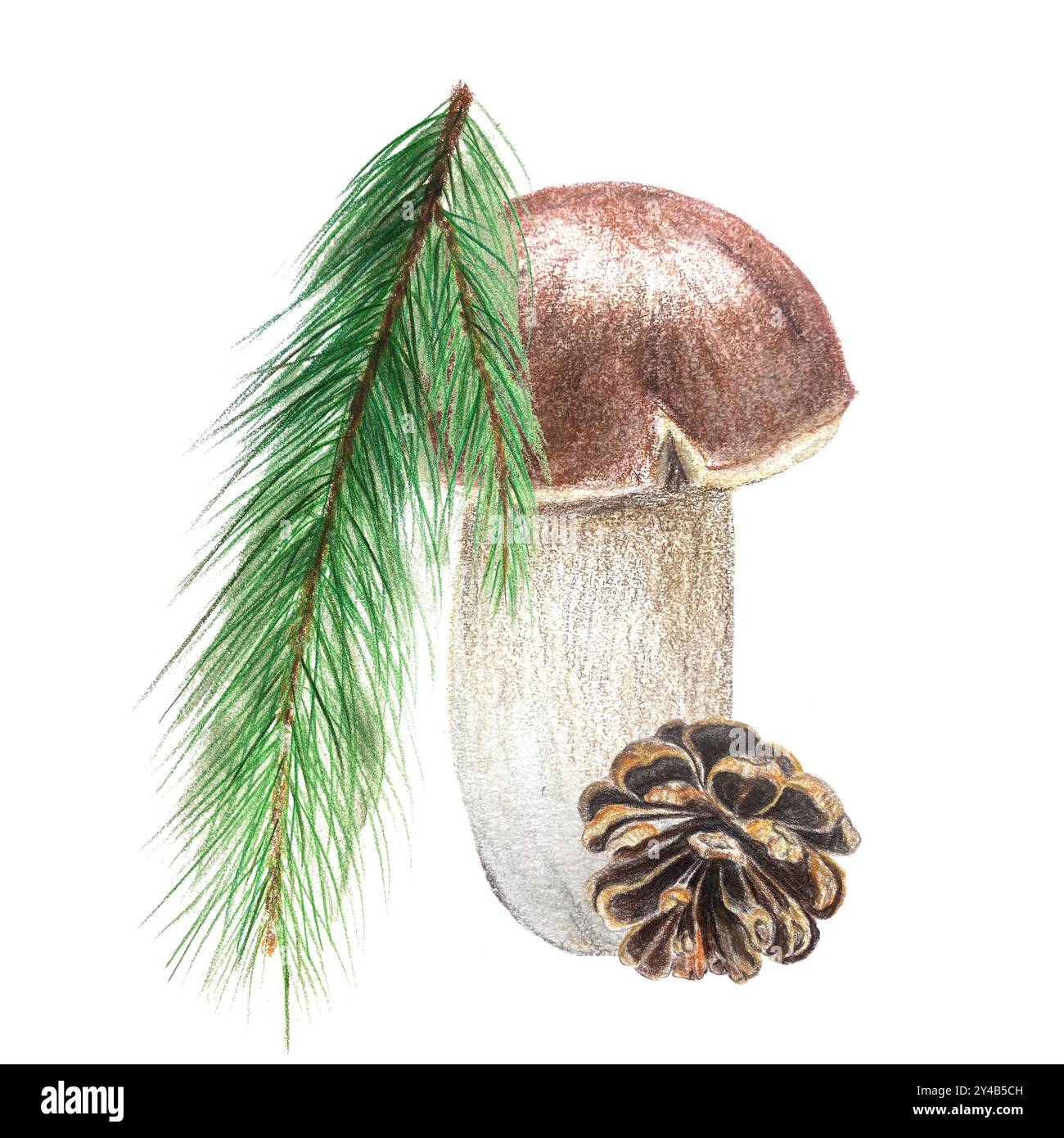 Pine tree cone realistic Cut Out Stock Images & Pictures - Alamy