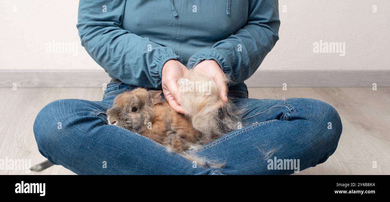 Domestic rabbit pathological hair loss, comb fur of pet animal, coat ...