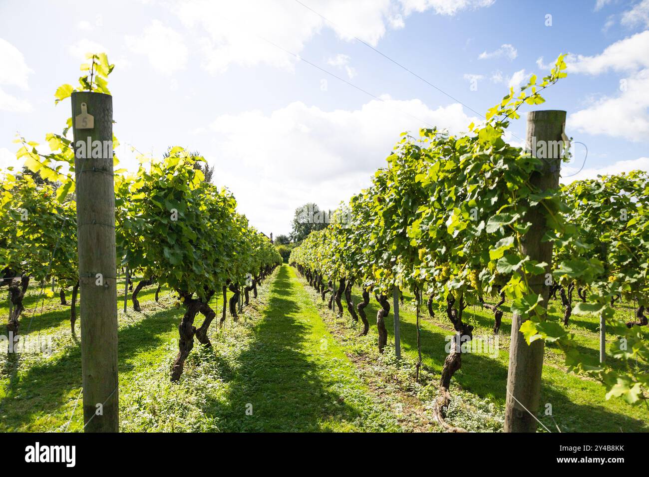 Kent vineyard in the sun, September 2024 Stock Photo - Alamy