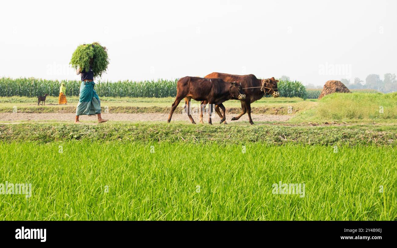 Bancharampur,Bangladesh- ‎February ‎26, ‎2023:Bangladeshi rural old ...