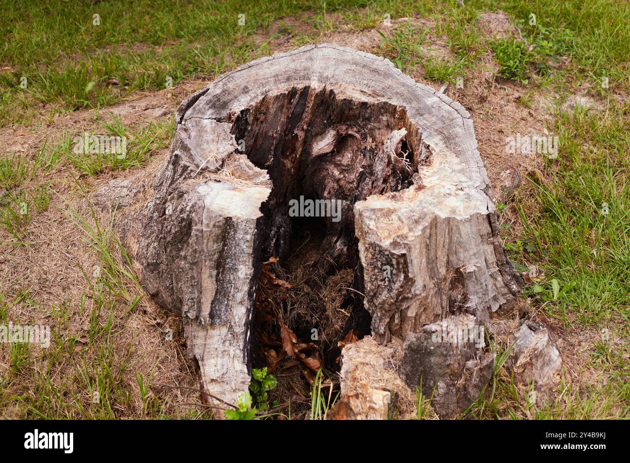 Oak tree stump, all that remains of the tree after hurricane Idalia ... Oak tree stump, all that remains of the tree after hurricane Idalia ...