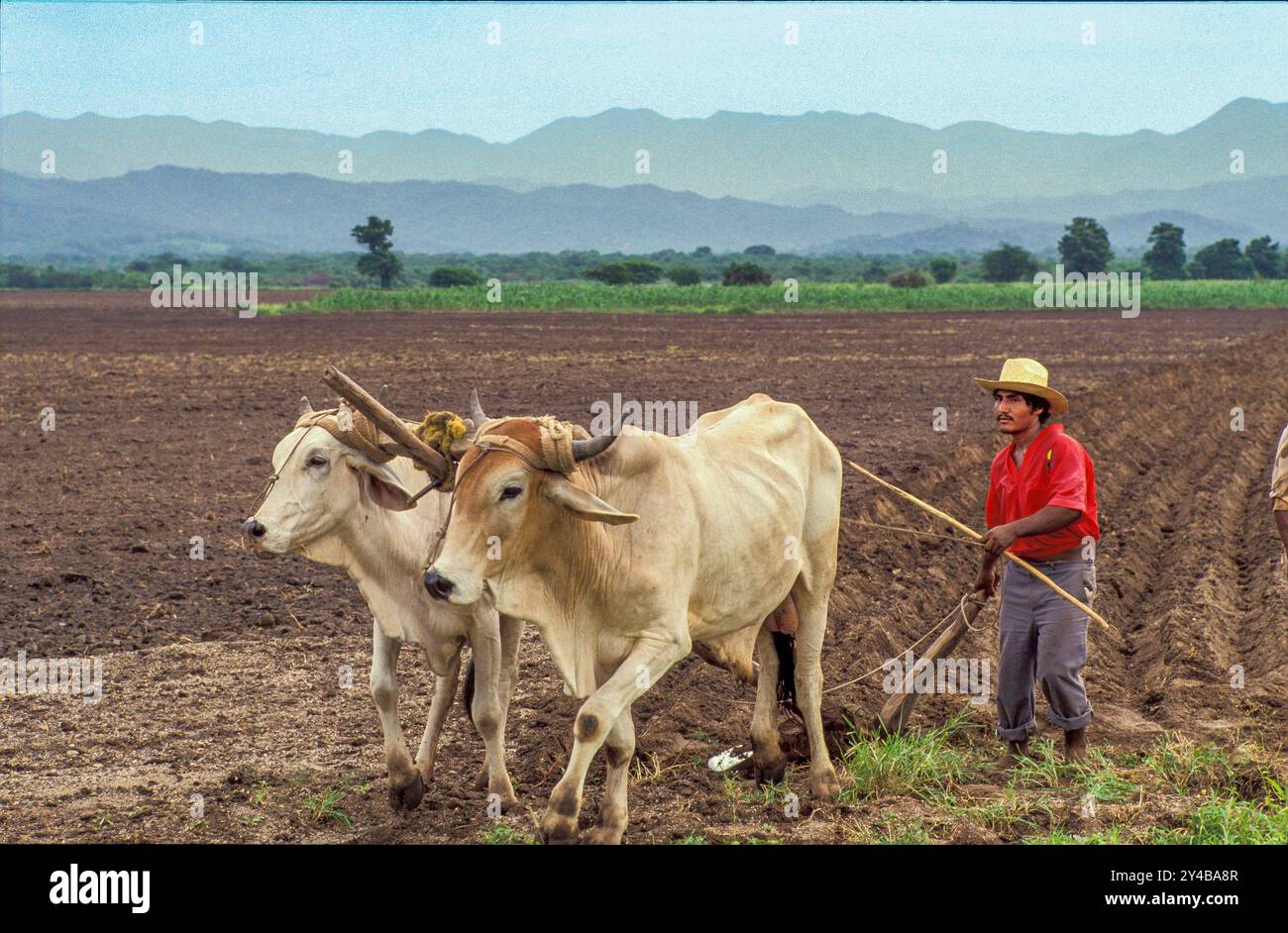Mexico, Tehuantepec in Oaxaca. Farmer is plows with his oxes Stock ...