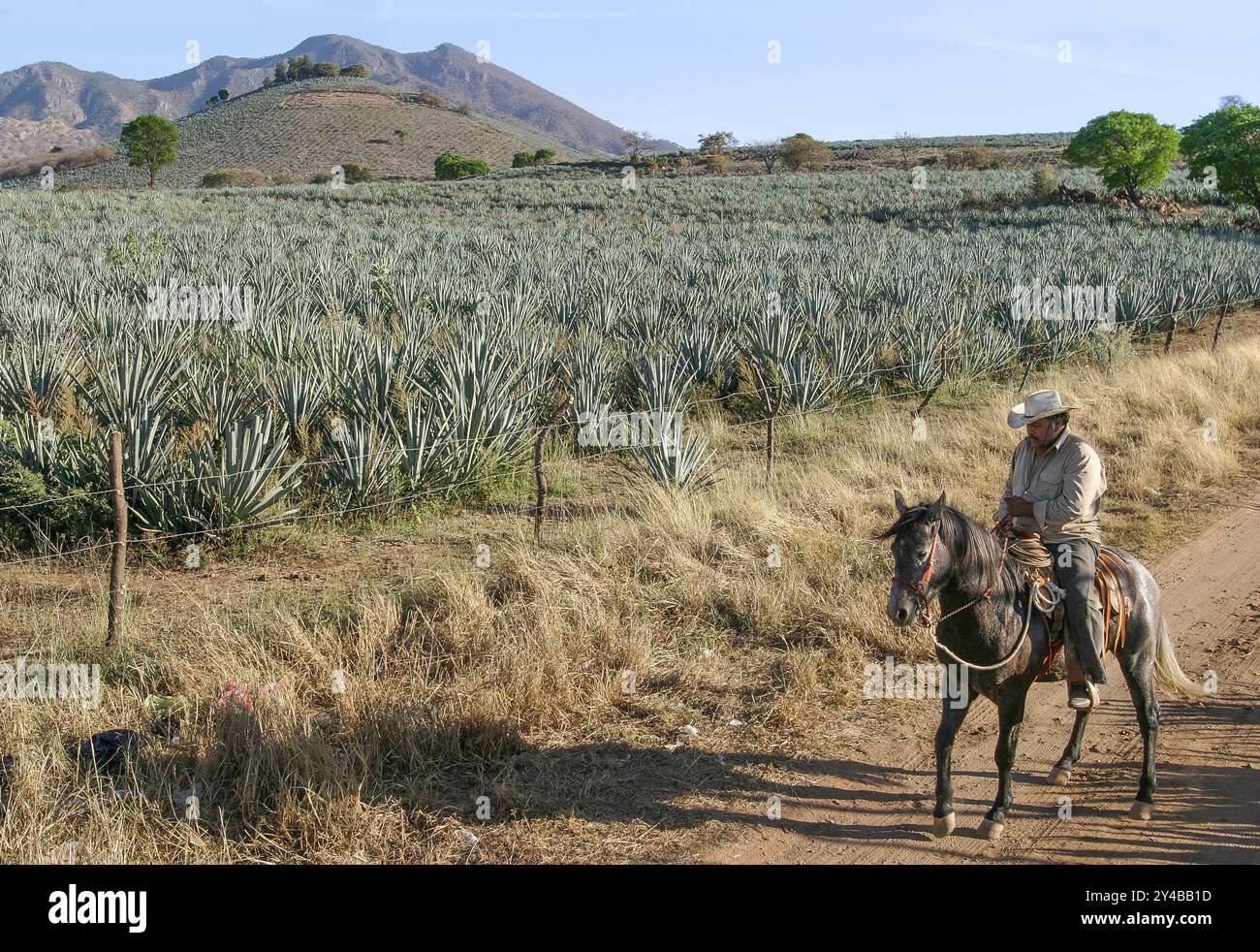 Mexico, State of Jalisco - Agave plantation near the city of Tequila ...
