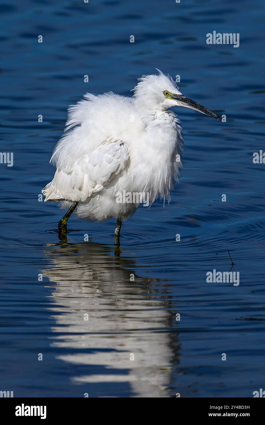 Egret standing edge lake hi-res stock photography and images - Alamy