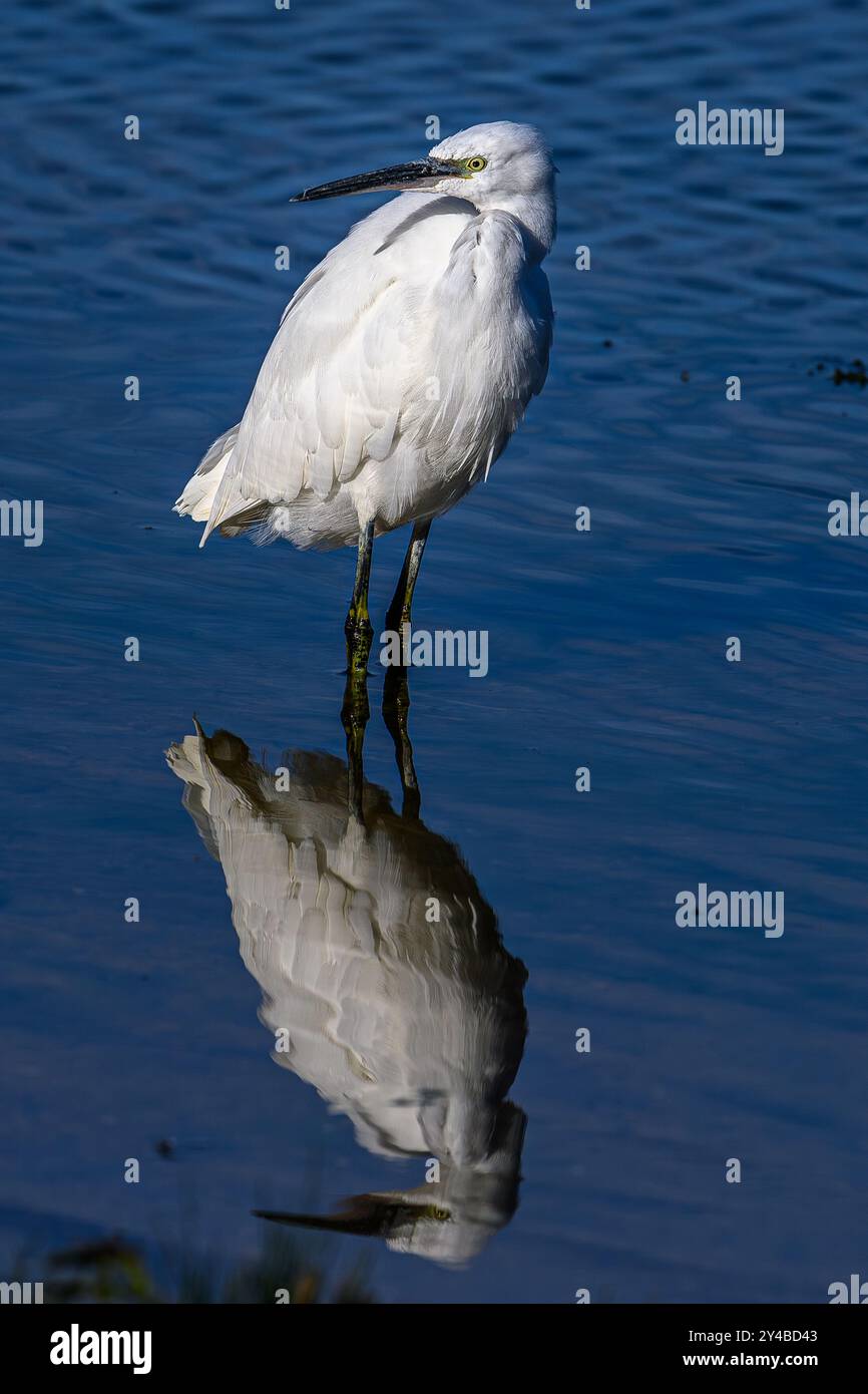 Egret standing edge lake hi-res stock photography and images - Alamy