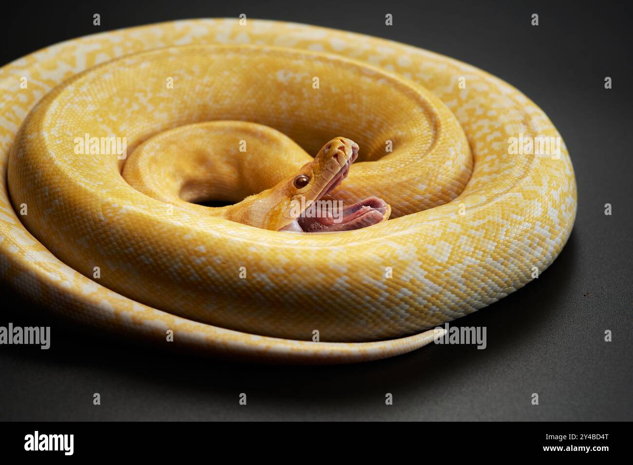 White coloration highlighting hi-res stock photography and images - Alamy