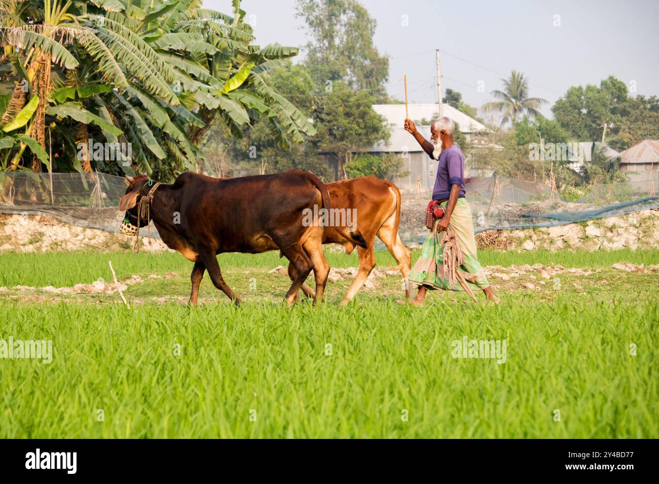 Bancharampur,Bangladesh- ‎February ‎26, ‎2023:Bangladeshi rural old ...