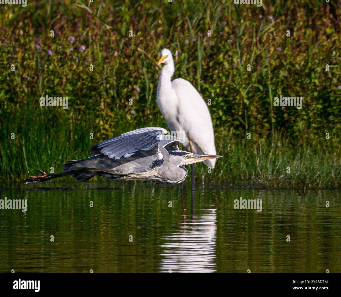 Heron family of birds hi-res stock photography and images - Alamy