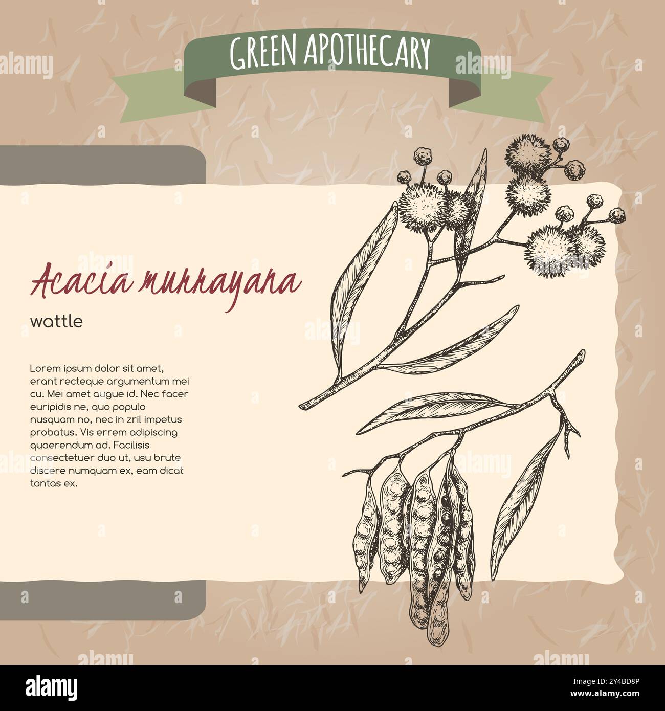 Wattle aka Acacia murrayana sketch on vintage paper background. Green ...
