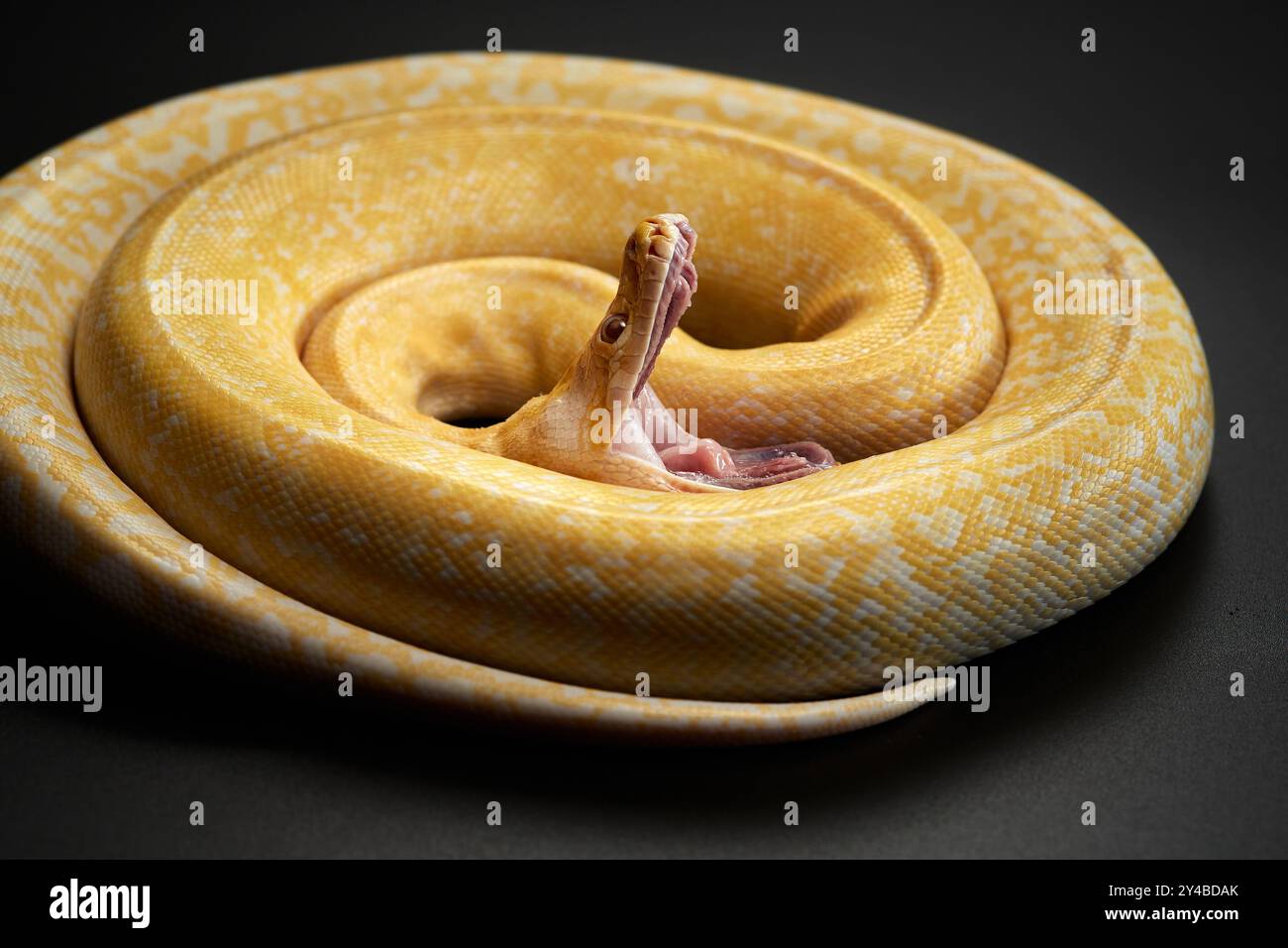 A detailed close-up of a coiled albino python, focusing on its ...