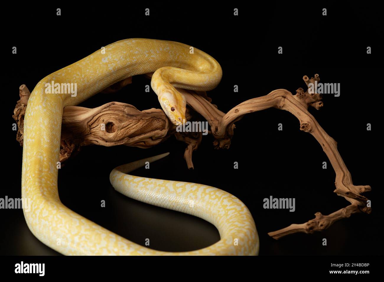 An albino python is coiled tightly around a branch, displaying its ...
