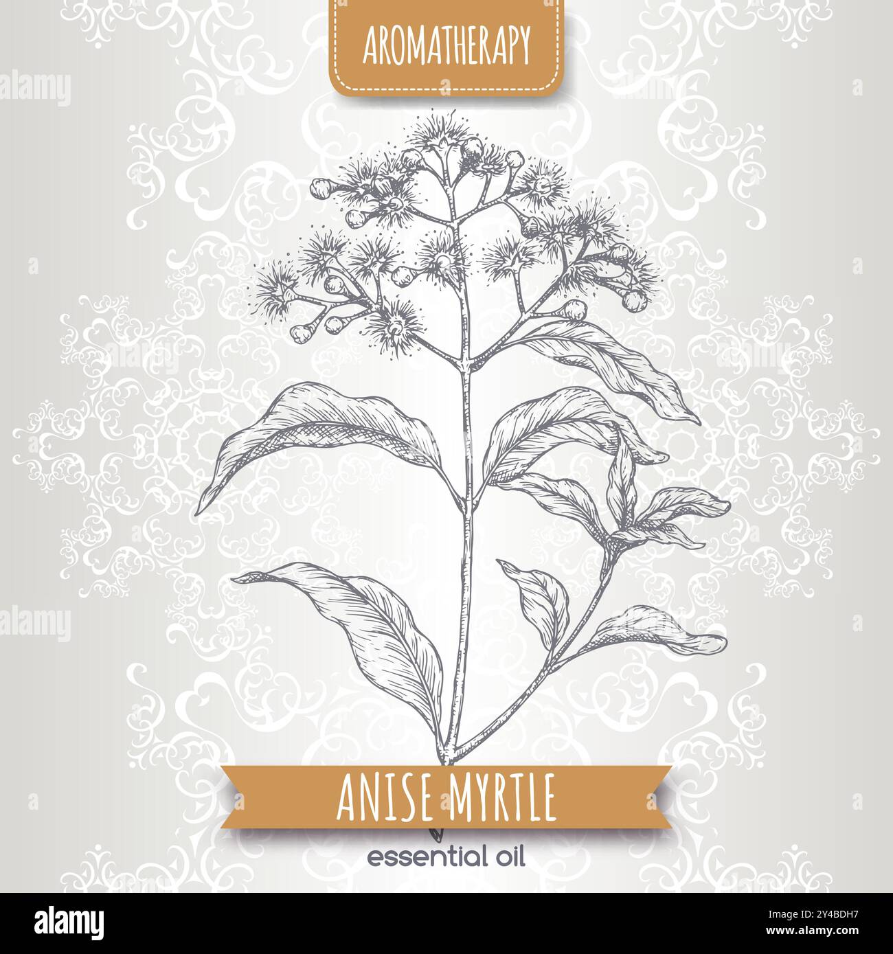 Anise Myrtle aka Syzygium anisatum sketch on elegant lace background ...