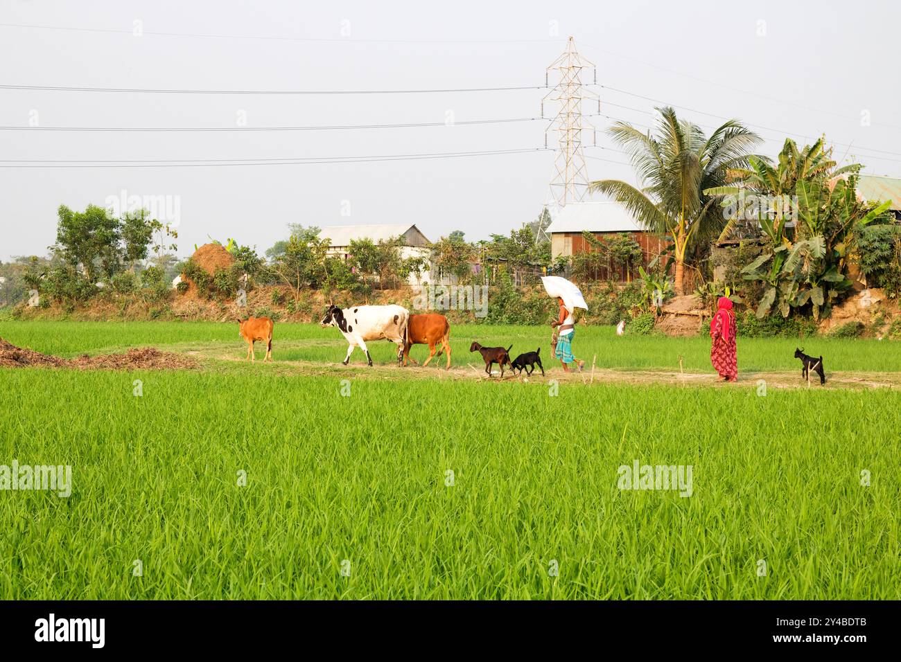 Bancharampur,Bangladesh- ‎February ‎26, ‎2023:Bangladeshi rural old ...