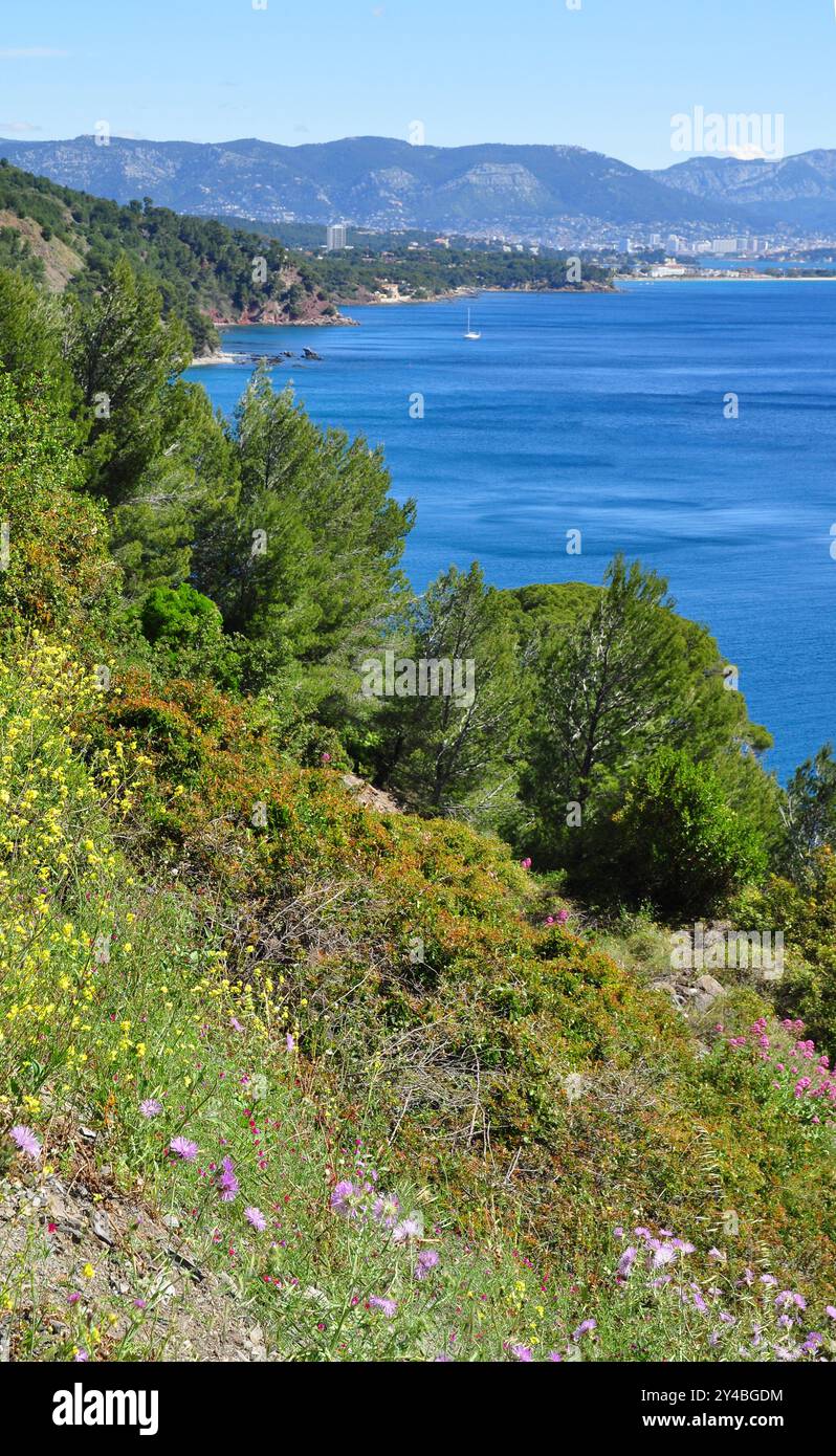 Mediterranean coastal path in bloom in spring in Provence Stock Photo ...