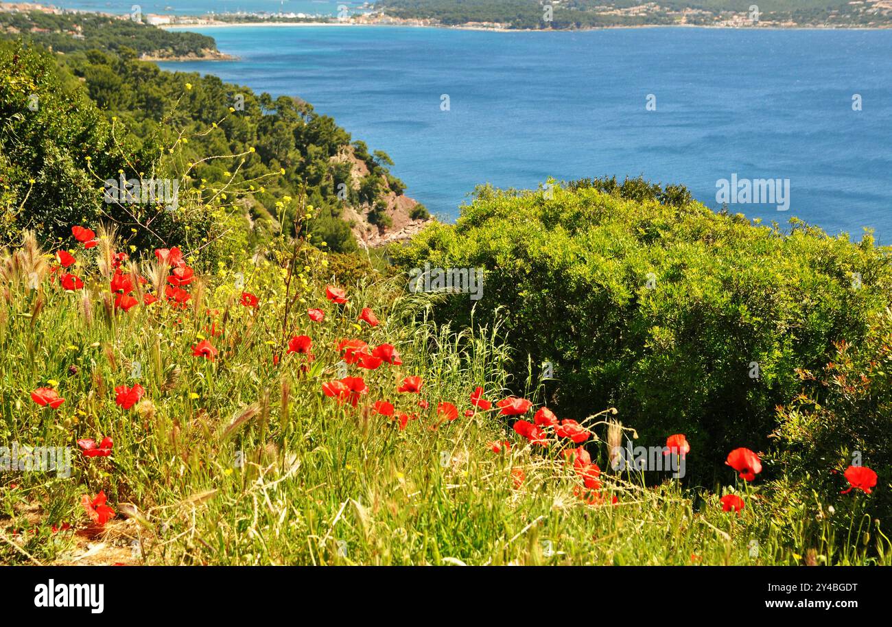 Mediterranean coastal path with poppies in bloom in spring in Provence ...