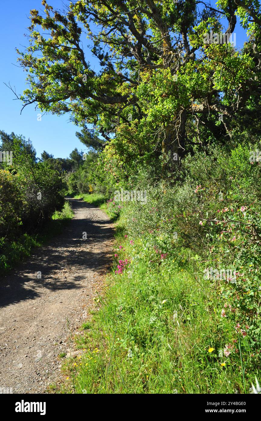 Mediterranean coastal path in bloom in spring in Provence Stock Photo ...
