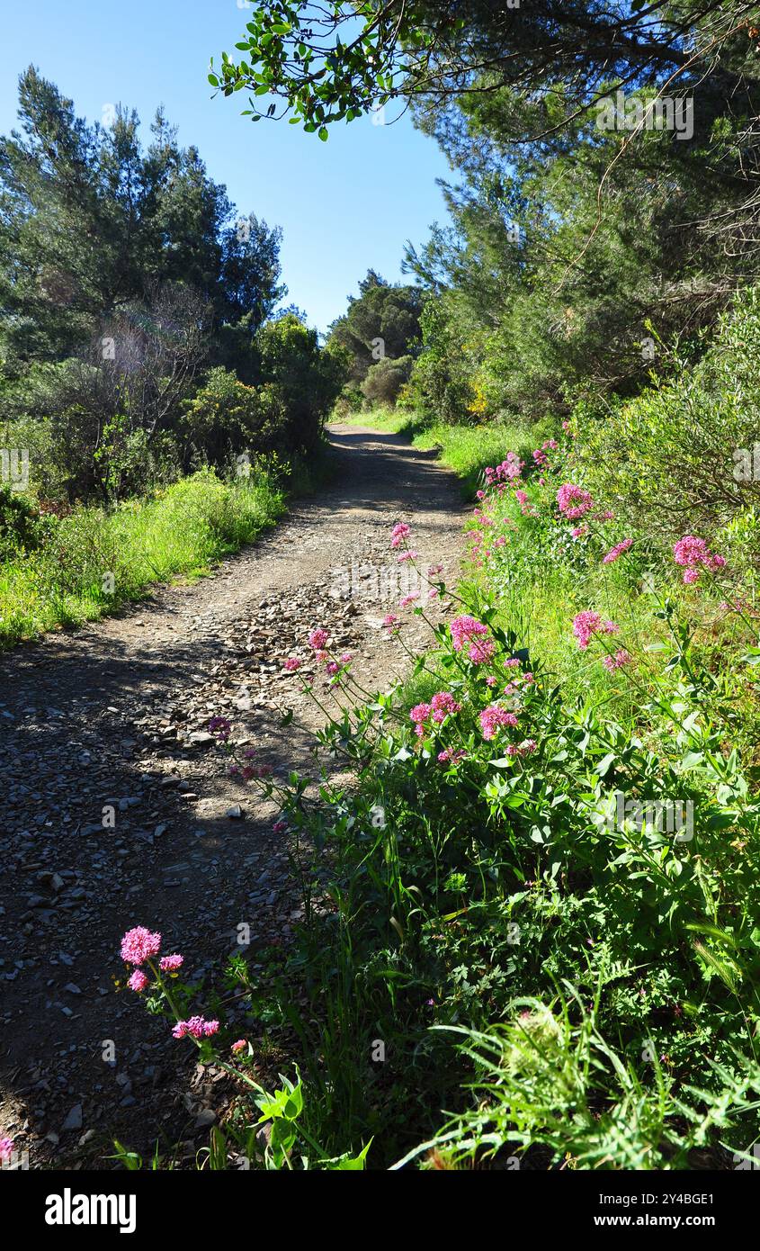 Mediterranean coastal path in bloom in spring in Provence Stock Photo ...