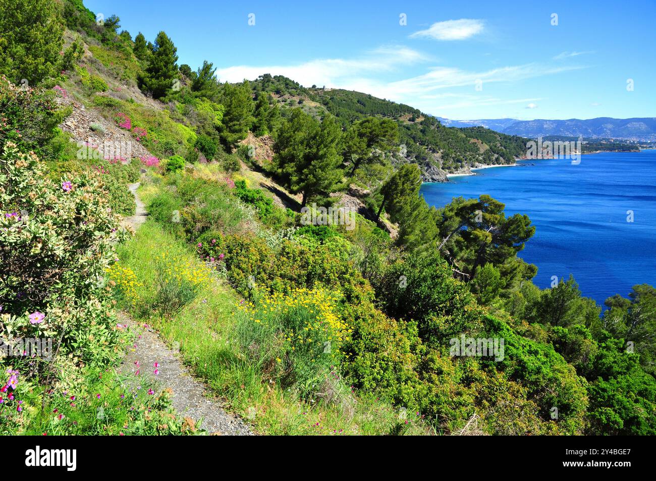 Mediterranean coastal path in bloom in spring in Provence Stock Photo ...