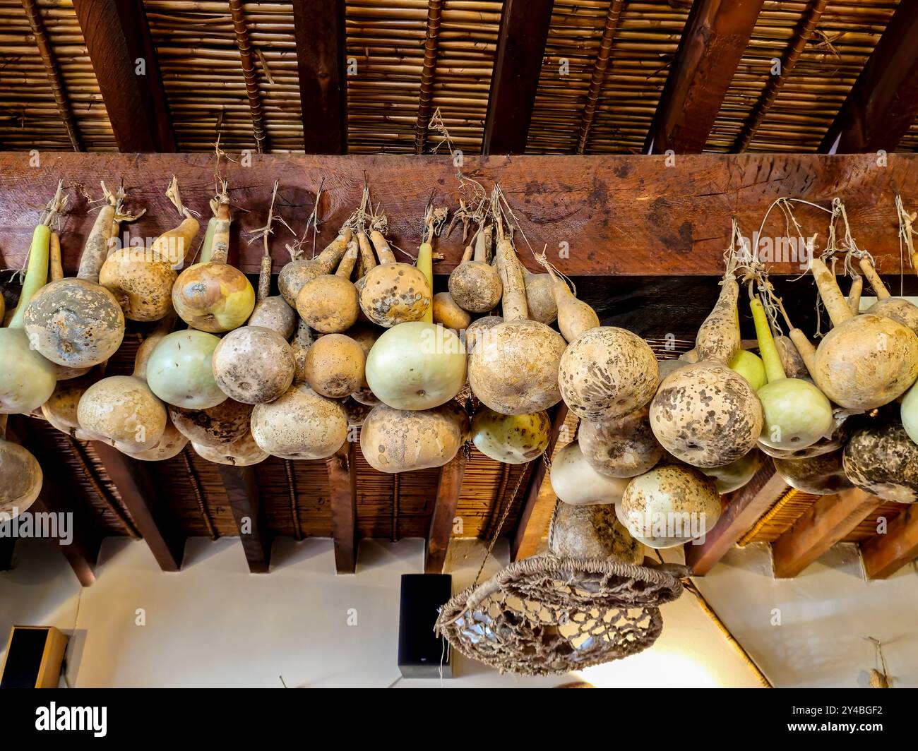 Dried bottle gourds hanging from wooden ceiling providing rustic ...