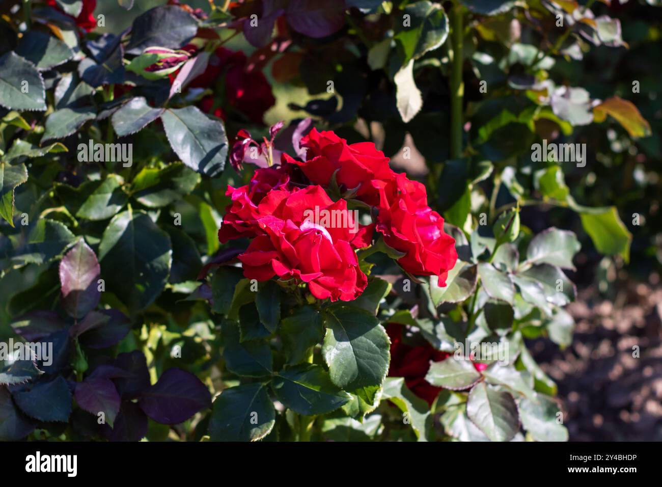 A beautiful bush adorned with vibrant red roses nestled among lush ...