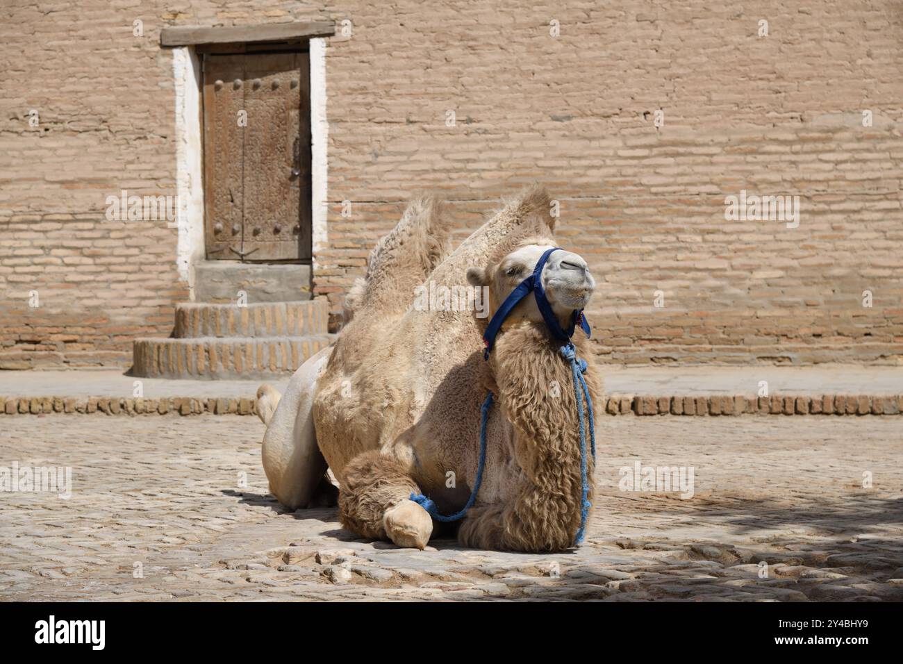 Camel on the street of old town in Khiva against medieval bricks wall ...