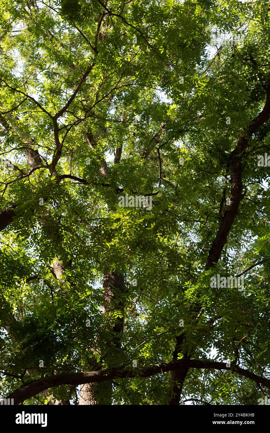 tree branch texture forest background natural Stock Photo - Alamy