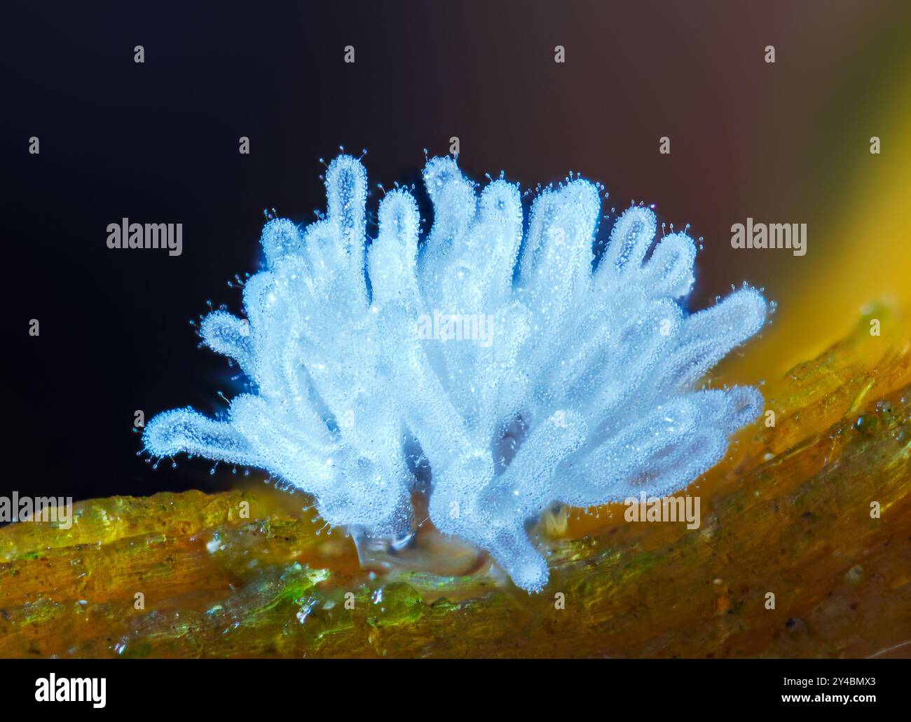 Coral slime mold - Ceratiomyxa fruticulosa Stock Photo - Alamy