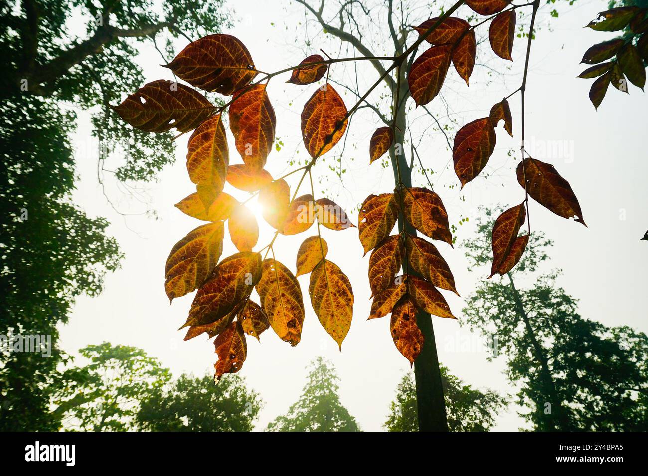 Sun rays coming through big autumn leaves, bright nature stock image ...