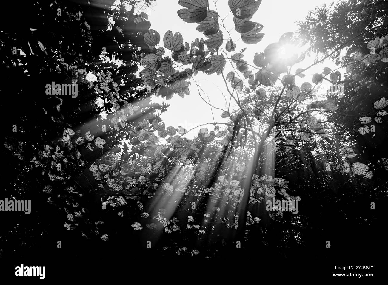 Bright Sun rays coming out through leaves, nature black and white image ...