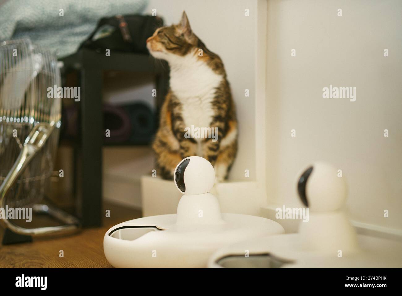 Cat food feeder smart robot with camera Stock Photo - Alamy