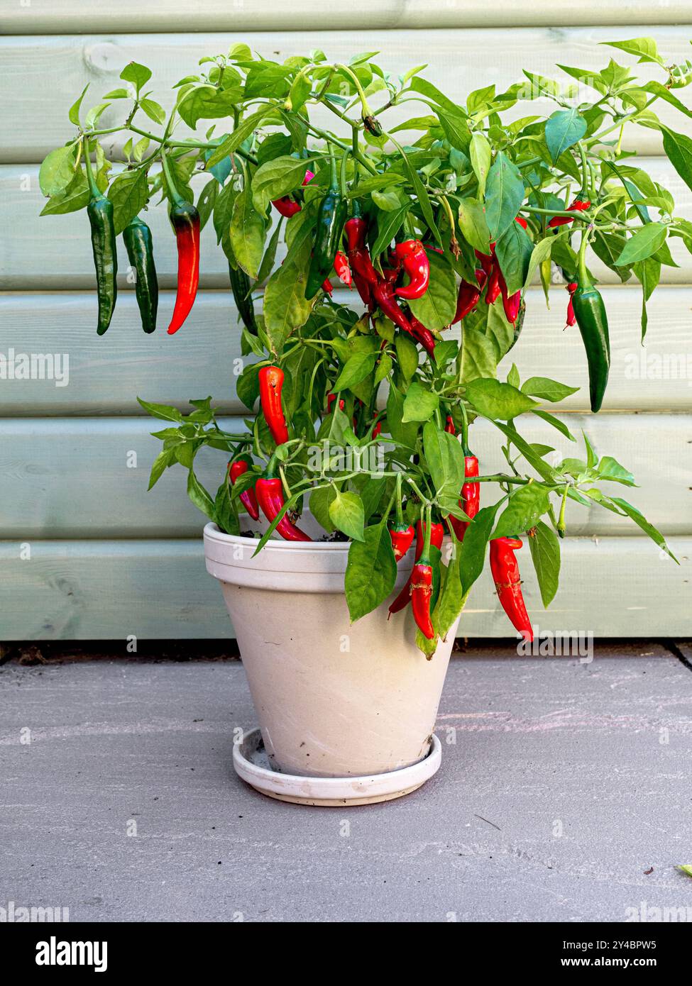 Chilli Apache f1 plant with red and green chillies Stock Photo - Alamy