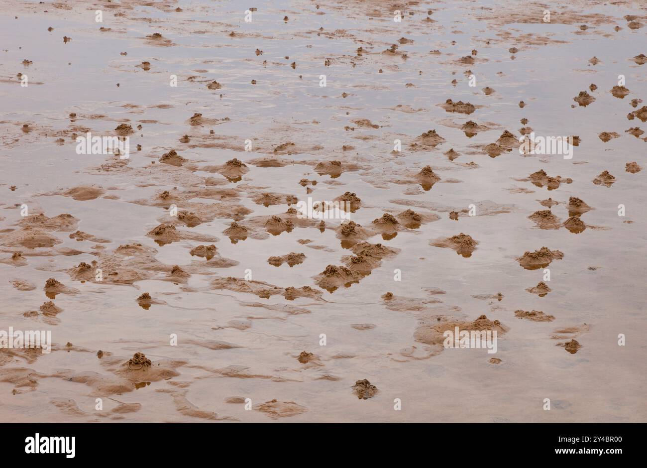 Worm casts on Holkham beach in Norfolk England UK Stock Photo - Alamy