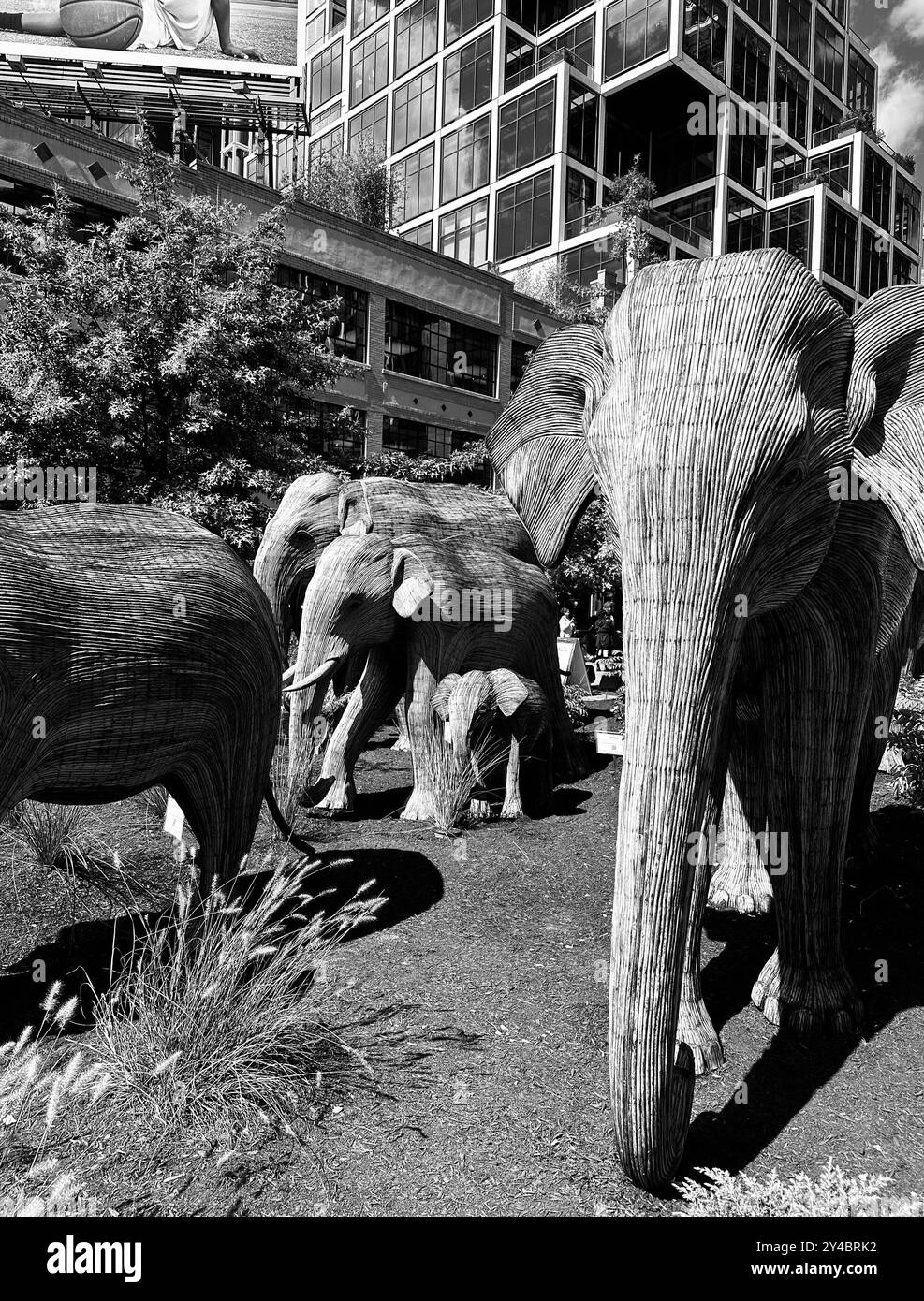 9/8/24, New York, New York, United States “The Great Elephant Migration ...