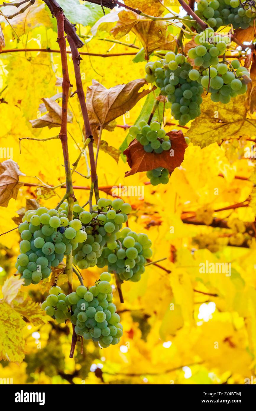 bunch of organic green grapes vine hanging among yellow leaves. lovely ...