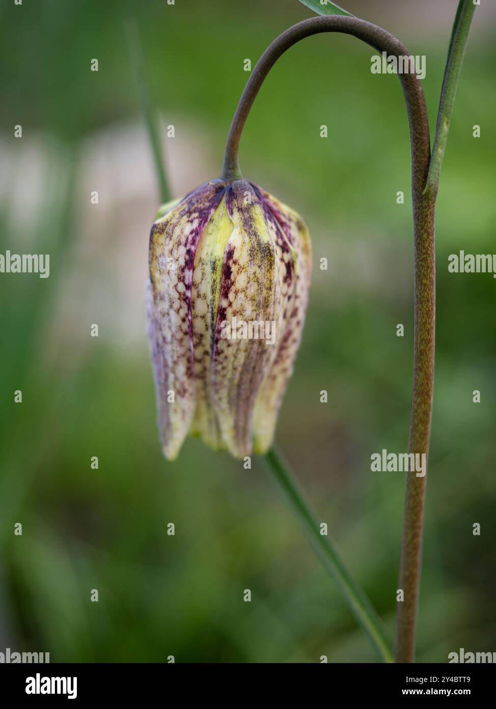 Delicate checkered lily blooming in the spring Stock Photo - Alamy