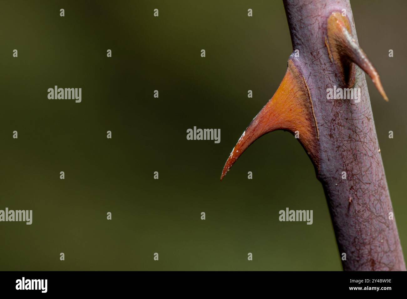 Rose thorn detail Stock Photo - Alamy