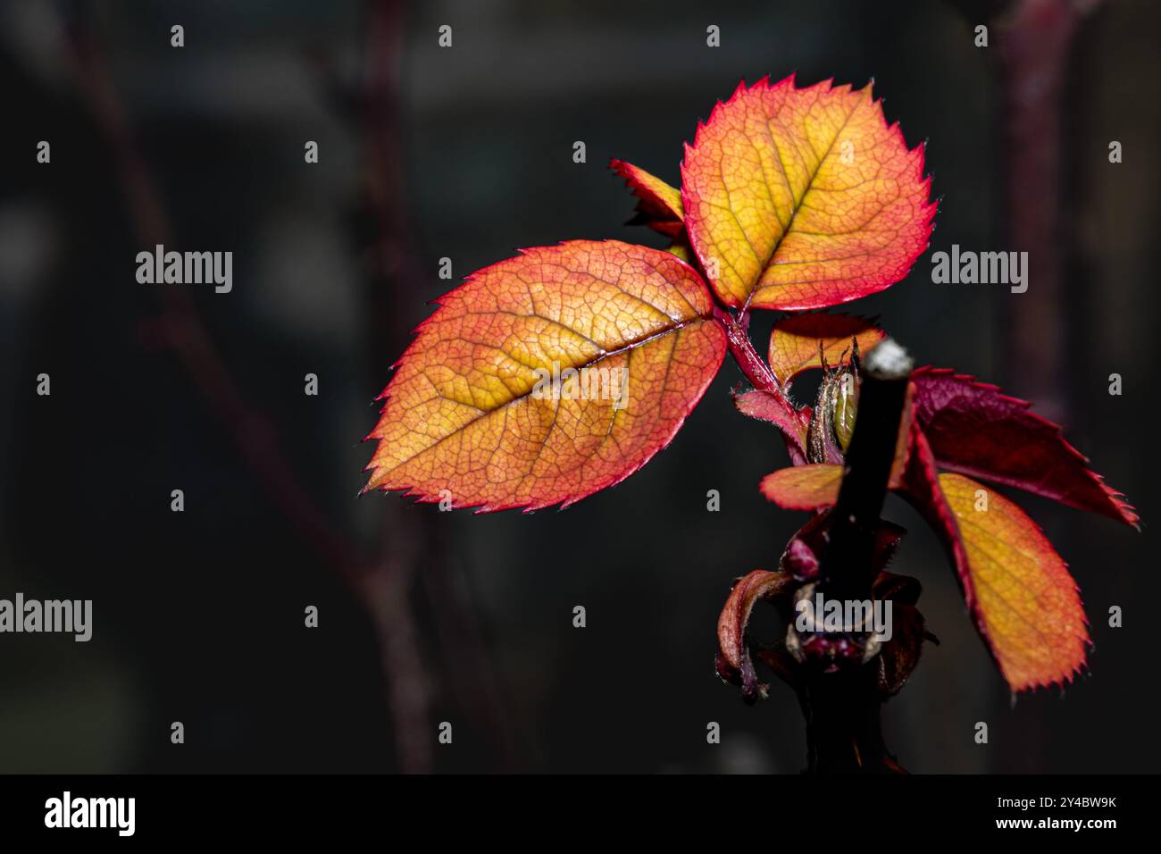 Rose thorn detail Stock Photo - Alamy