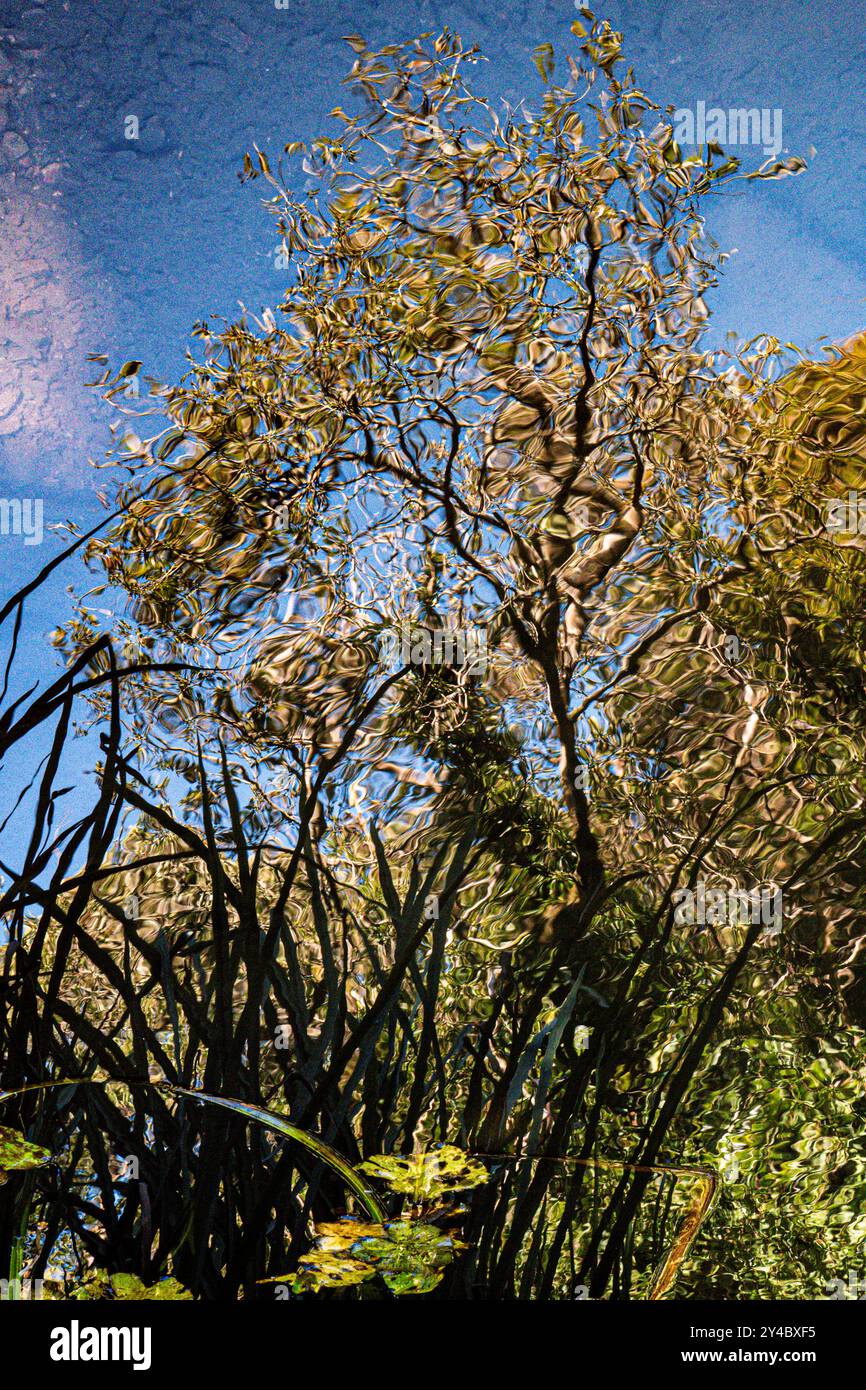 Surreal, abstract, creative image of a tree reflected in rippling water ...