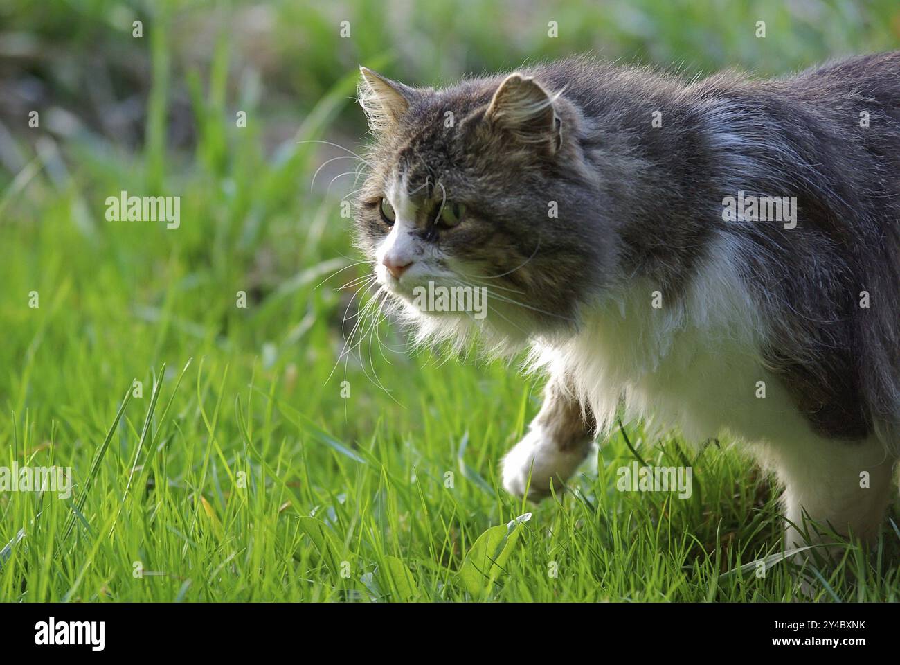 Half-wild tomcat stalking Stock Photo - Alamy