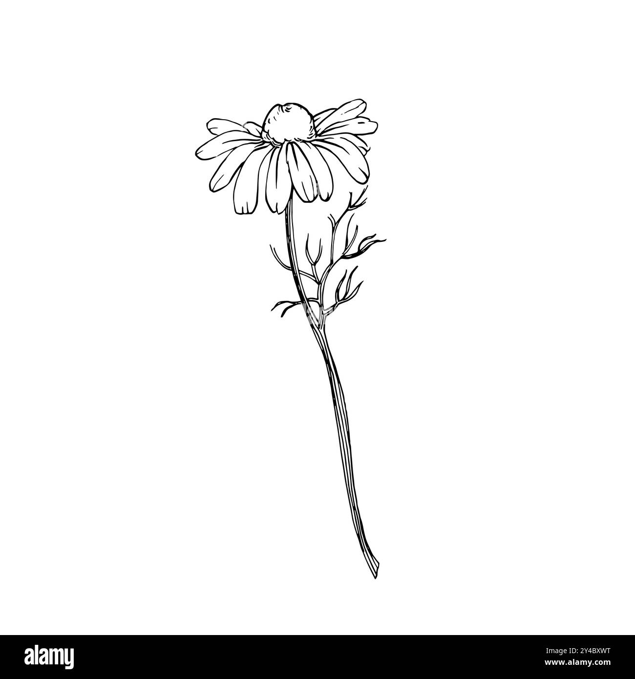 Chamomile branch hand drawn sketch. Line drawn illustration on white ...