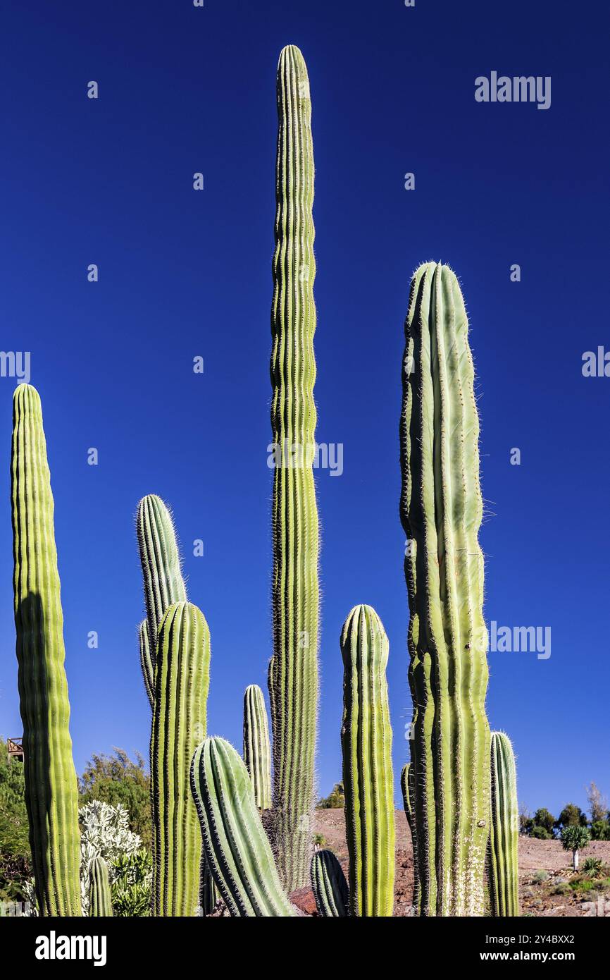 Mexican elephant cactus Pachycereus pringlei with blue sky Stock Photo ...