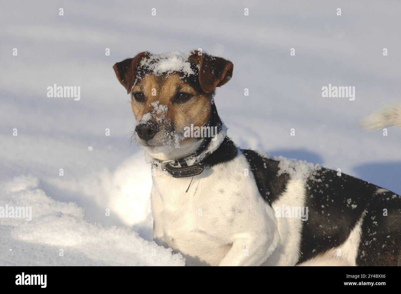 Jack Russell Terrier, young male dog, deep snow, snowy face, sweet face ...