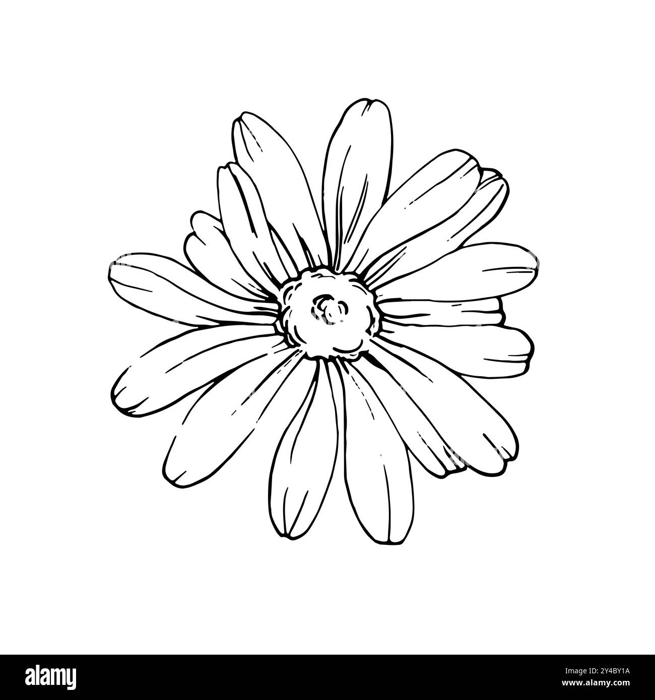 Chamomile flower hand drawn sketch. Line drawn illustration on white ...