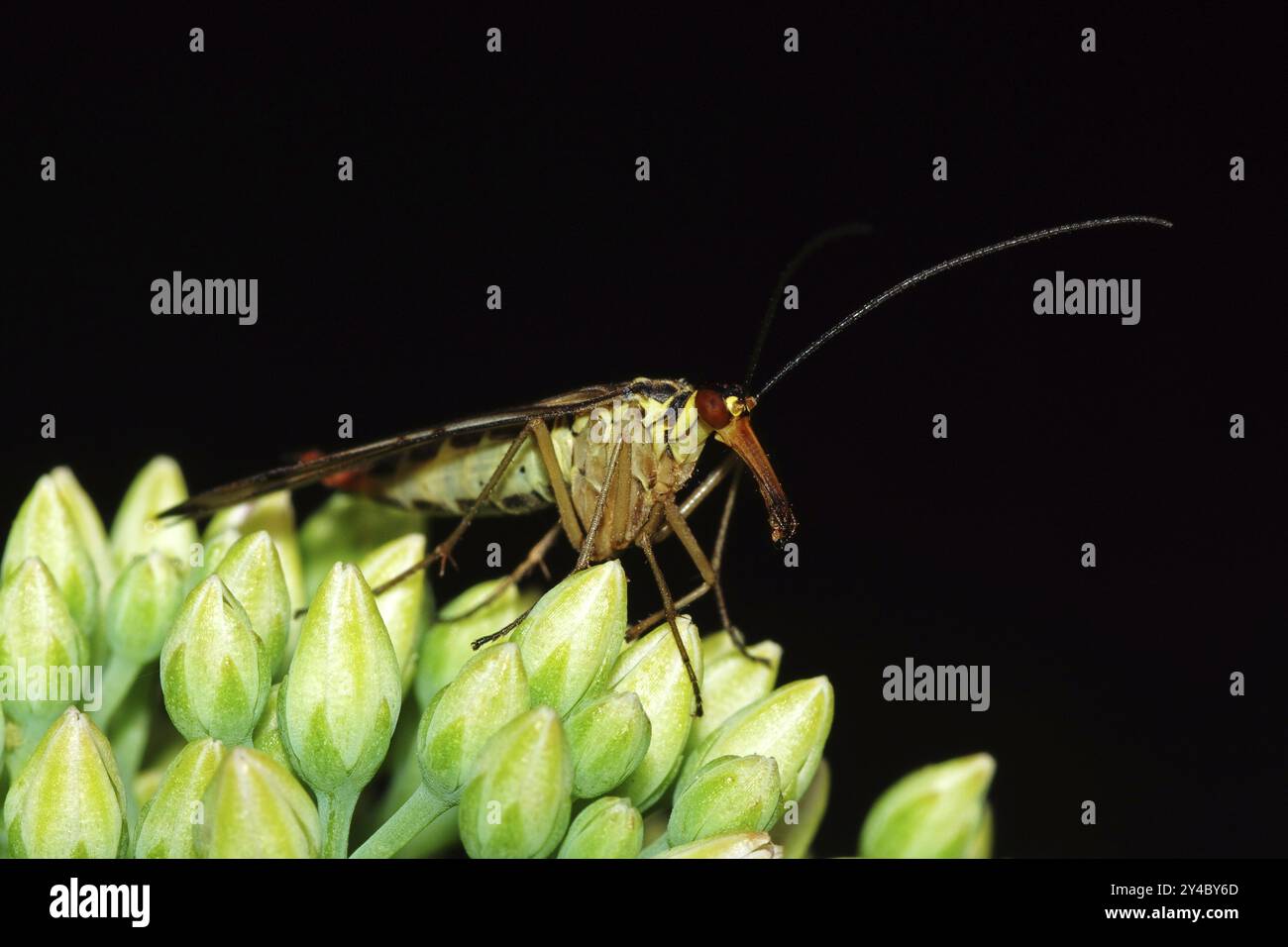 Common scorpionflies hi-res stock photography and images - Alamy