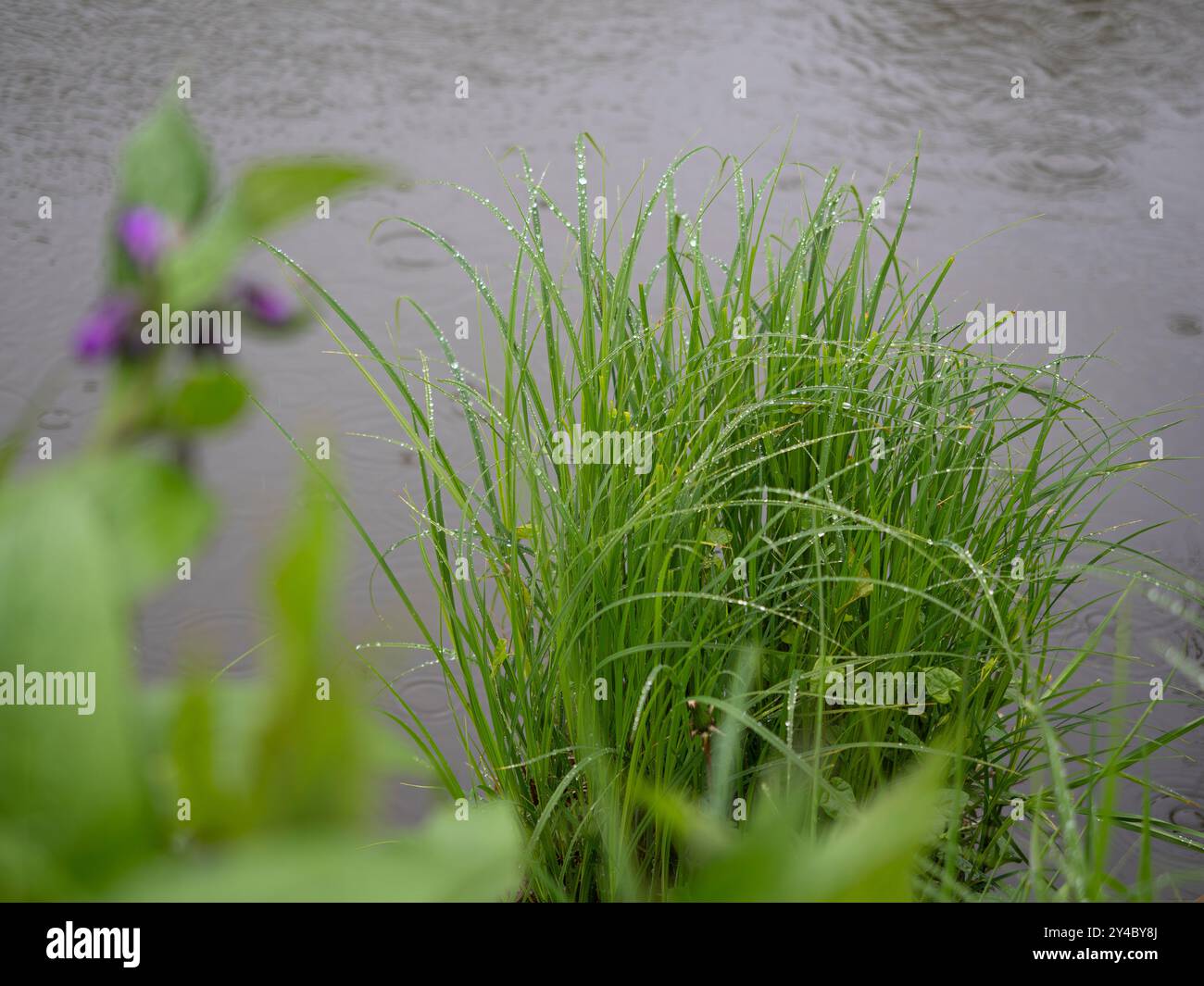 Rain soaked greenery hi-res stock photography and images - Alamy